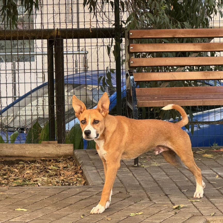 Метис стаффа