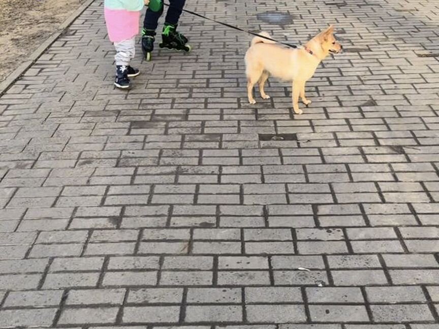 Щенки цвергпинчера+шпиц