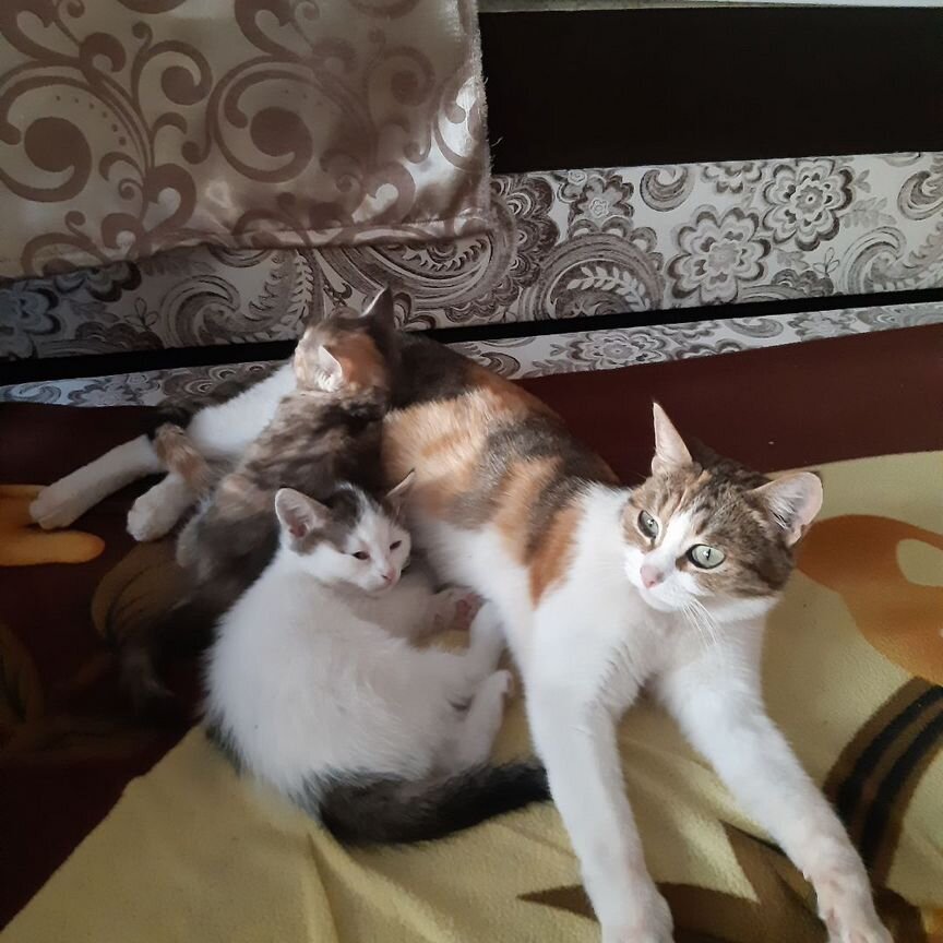 Отдаю в добрые руки котенок