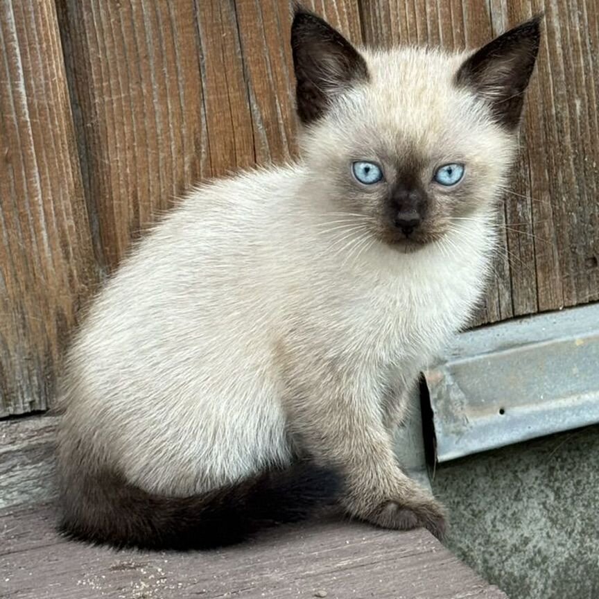Сиамский котенок мальчик