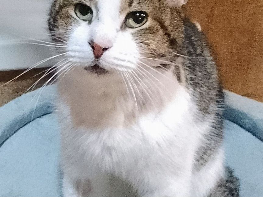 Котик сильно болен