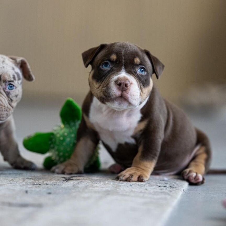 Щенки Булли Американ