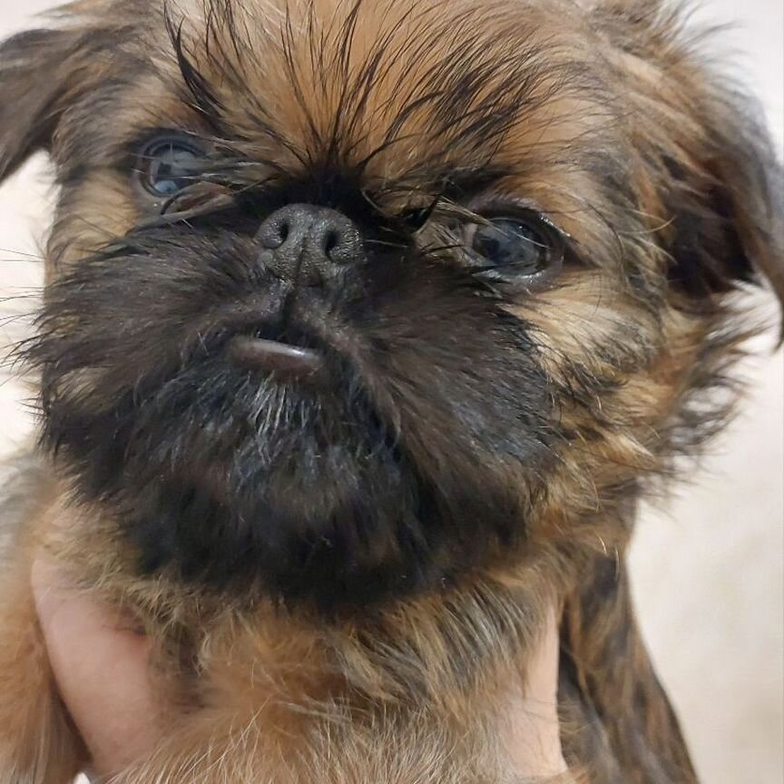 Брюссельский гриффон