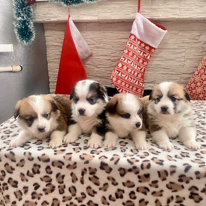 Шенки кобели корги племброк