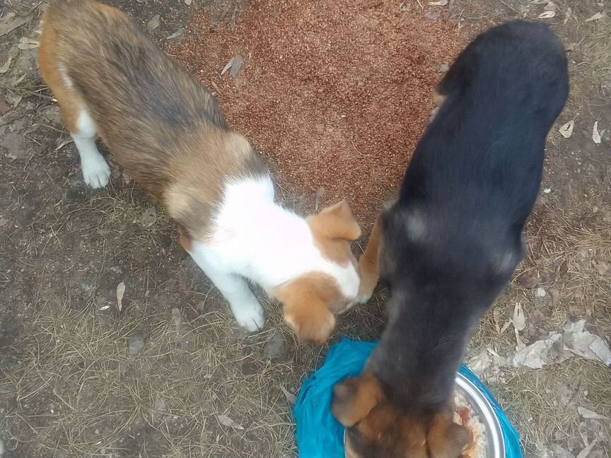 Собачонки-девчонки в добрые руки