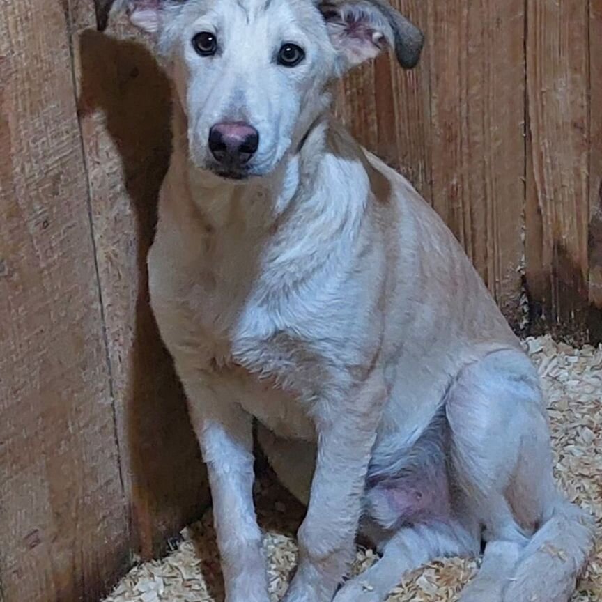 Добрый щенок Дав 5 мес в добрые руки