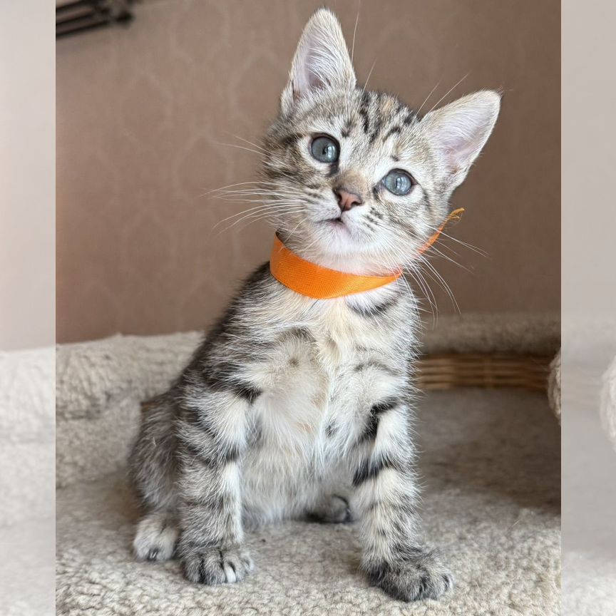 Очаровательный котенок