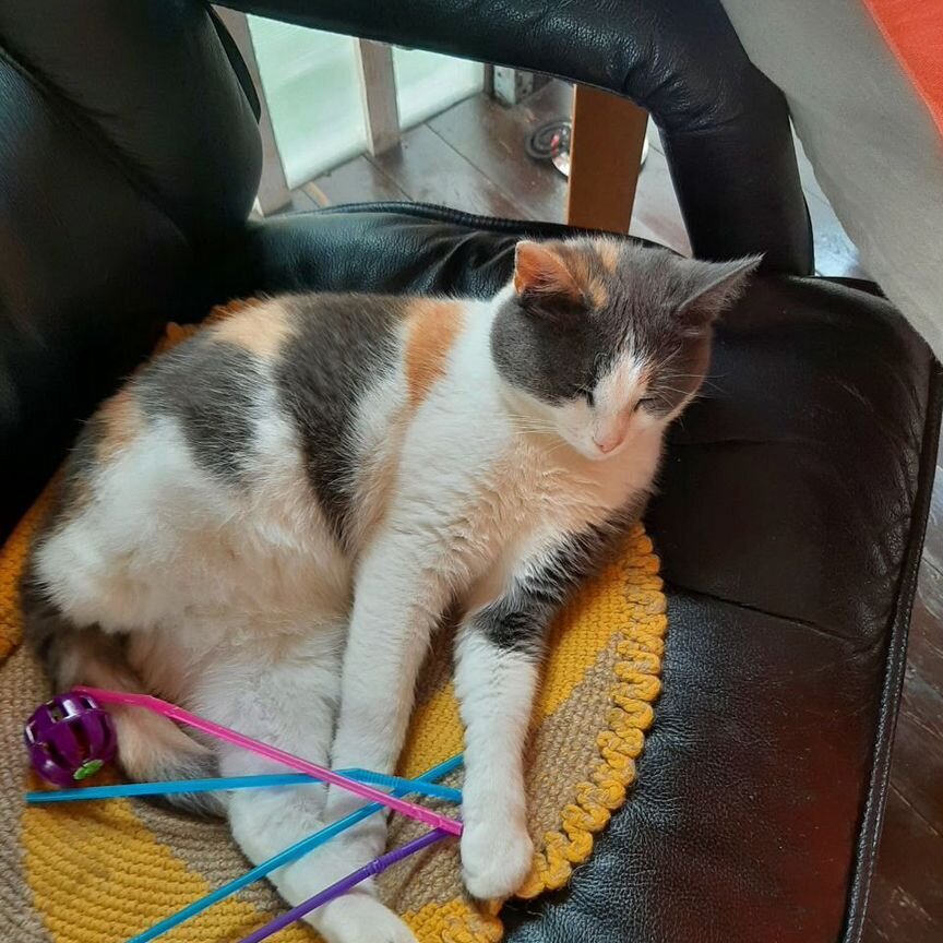 Кошка трехлапая