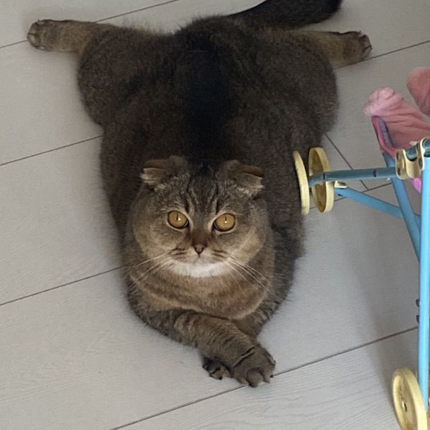 Кошка шатланская вислоухая