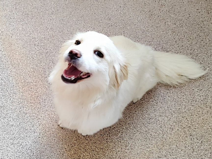 Собака в добрые руки