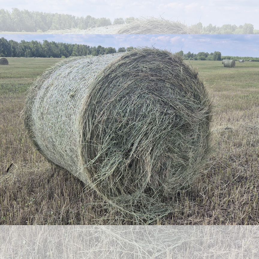 Продам сено в рулонах