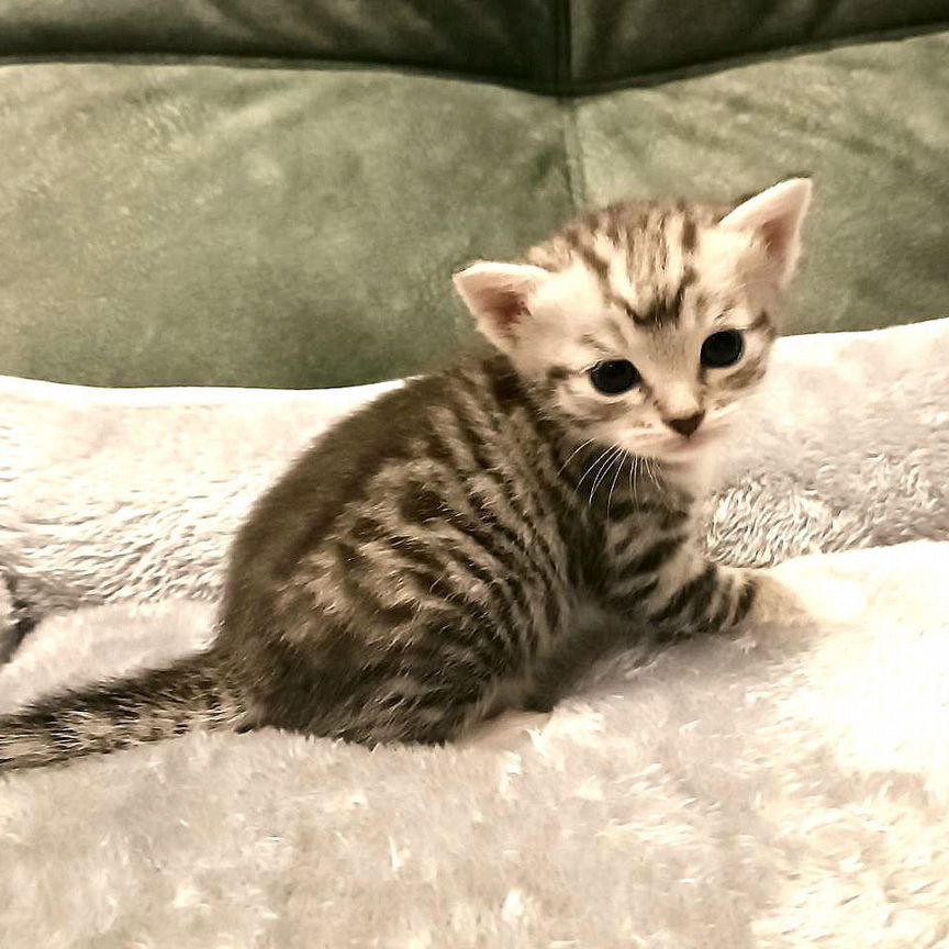 Котята в добрые руки бесплатно
