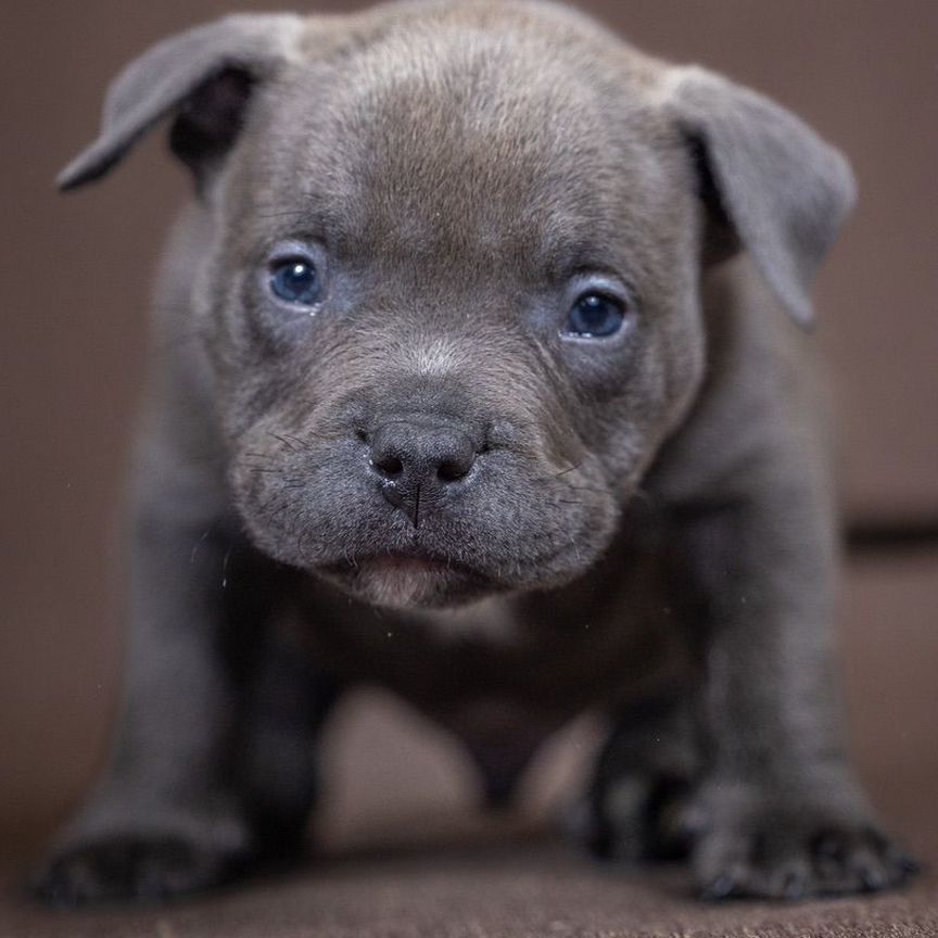 Американский булли щенки мальчик Джон