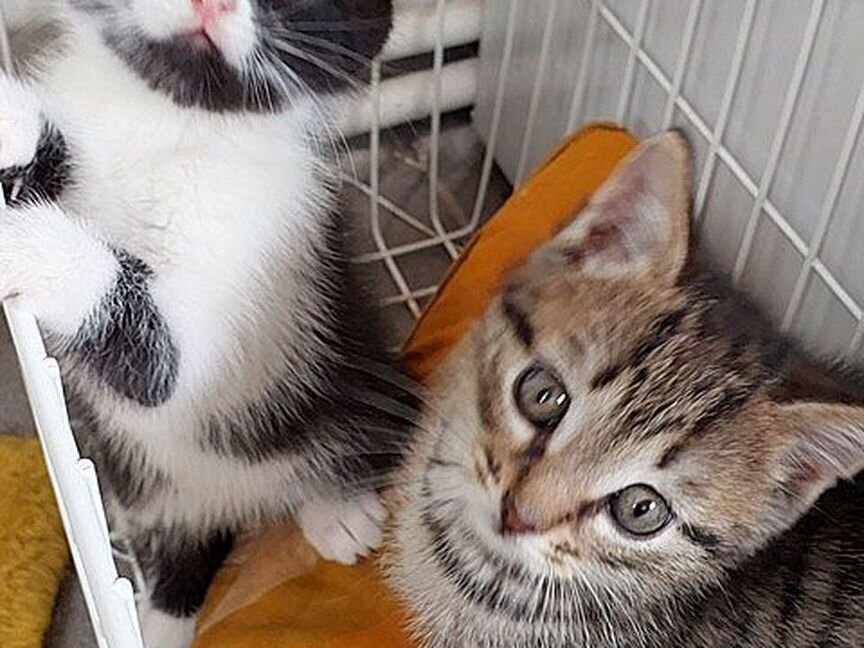 Очень красивые котята, веселые девчушки в дар
