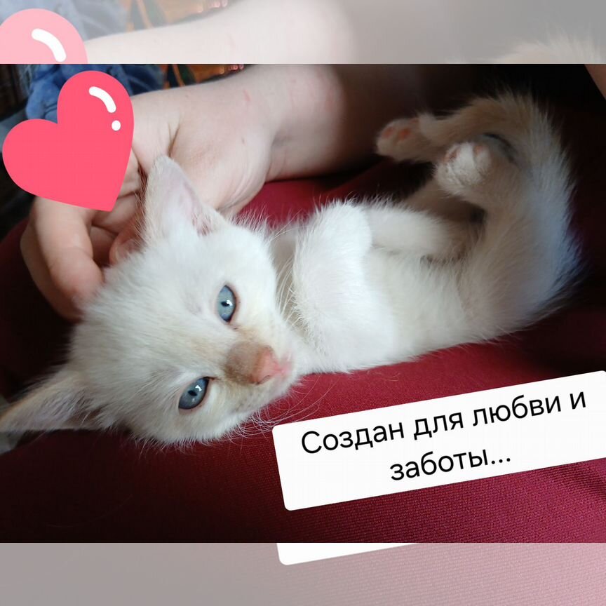 Котёнок в добрые руки