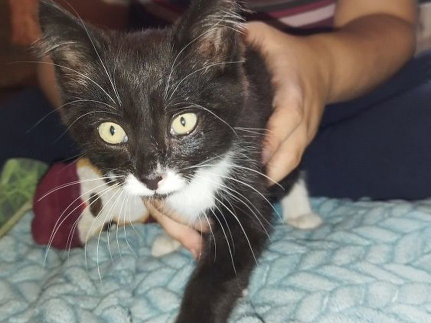 Котенок Маркиз
