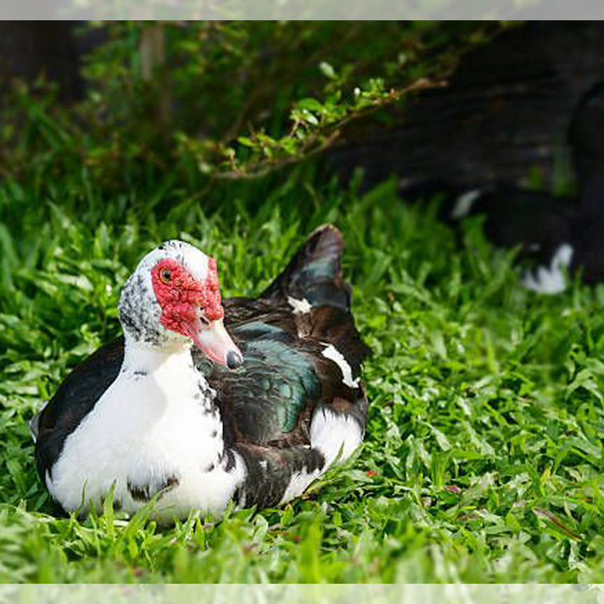 Яйцо инкубациооное утки