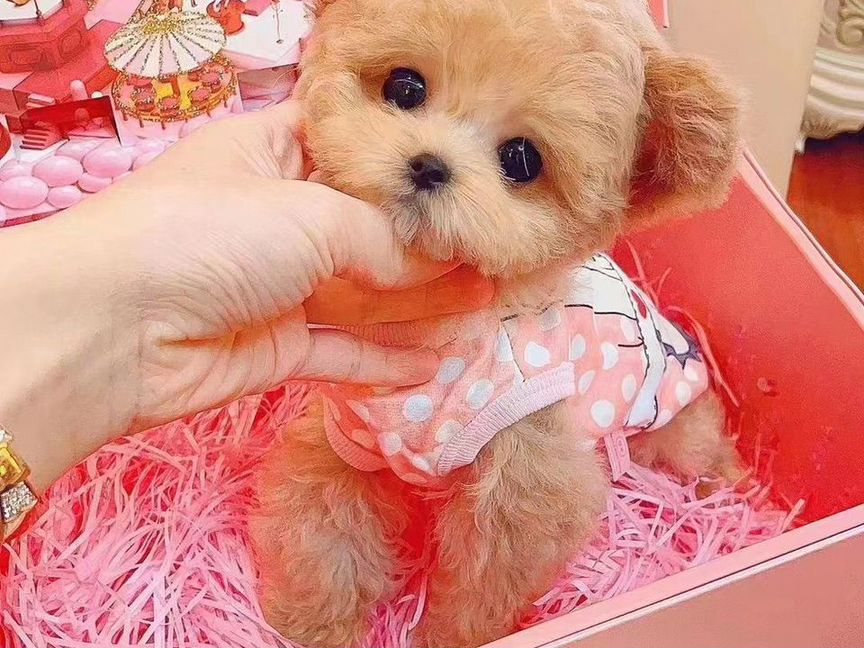 Тедди китайский тикап тедди