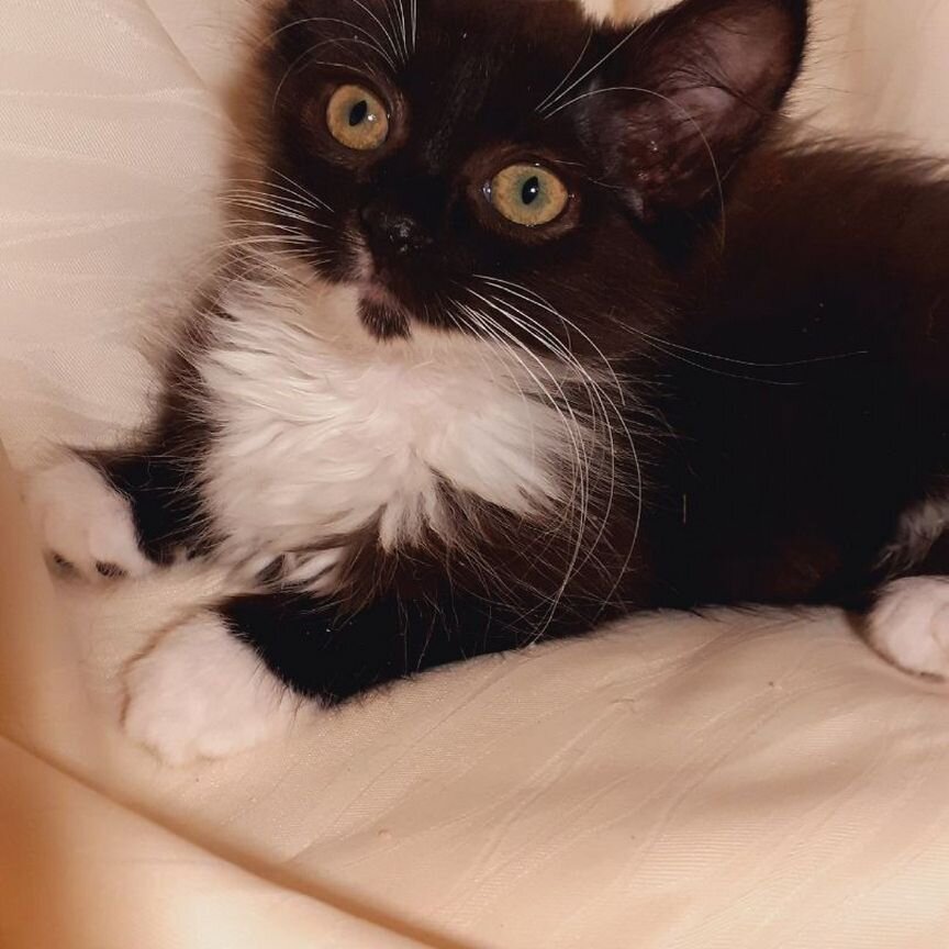 Котенок девочка