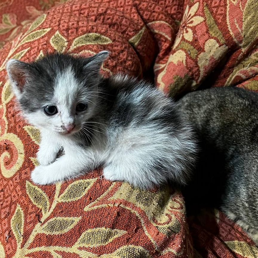 Котёнок в добрые руки