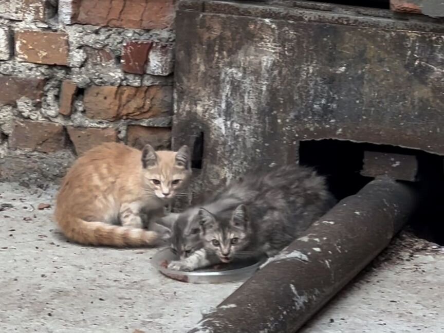 Котята в добрые руки