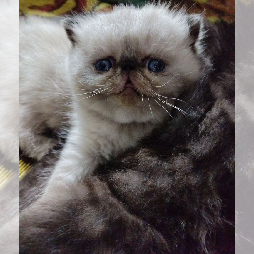Экзотический короткошёрстный котёнок