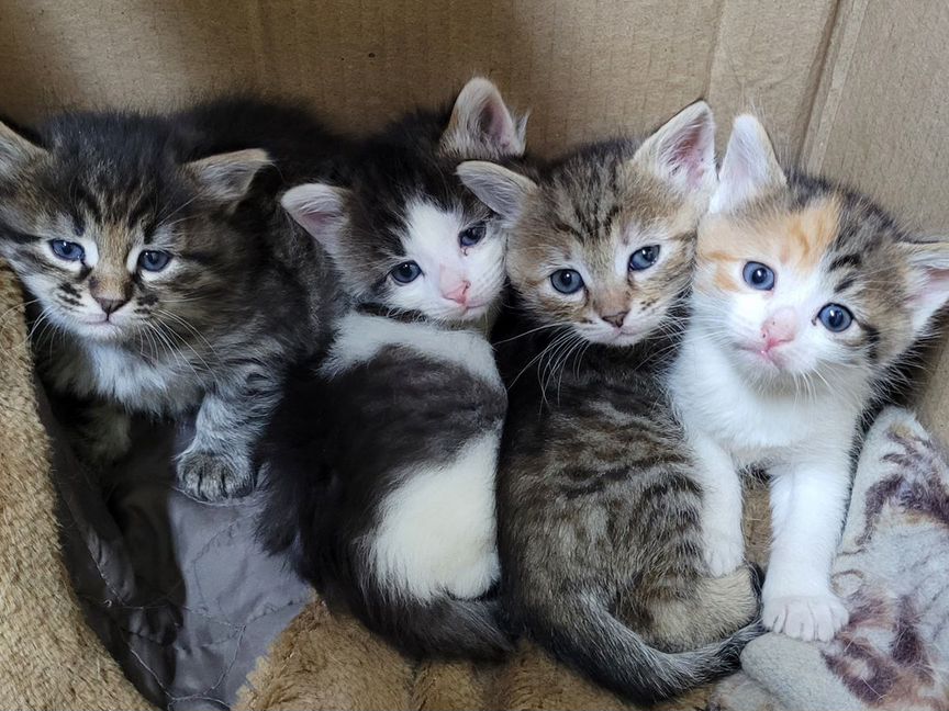 Котик в добрые руки