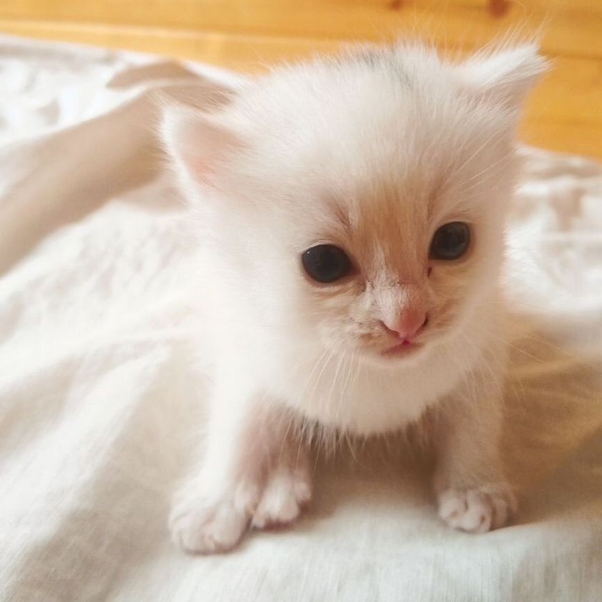 Котята в добрые руки бесплатно