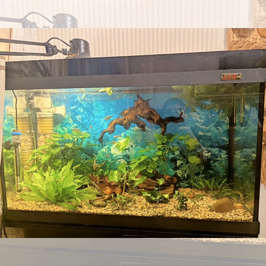 Аквариум с рыбками