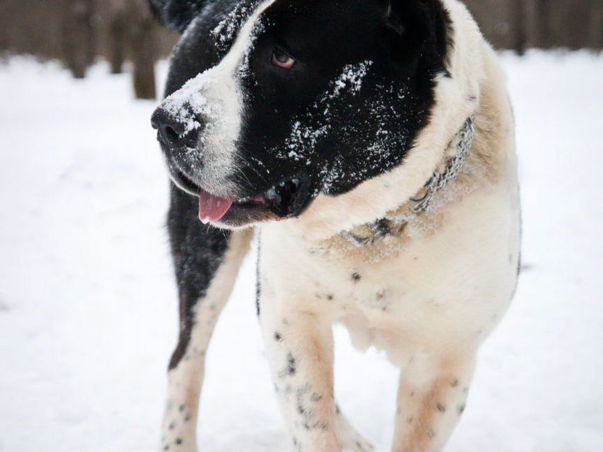 Среднеазиатская овчарка в добрые руки