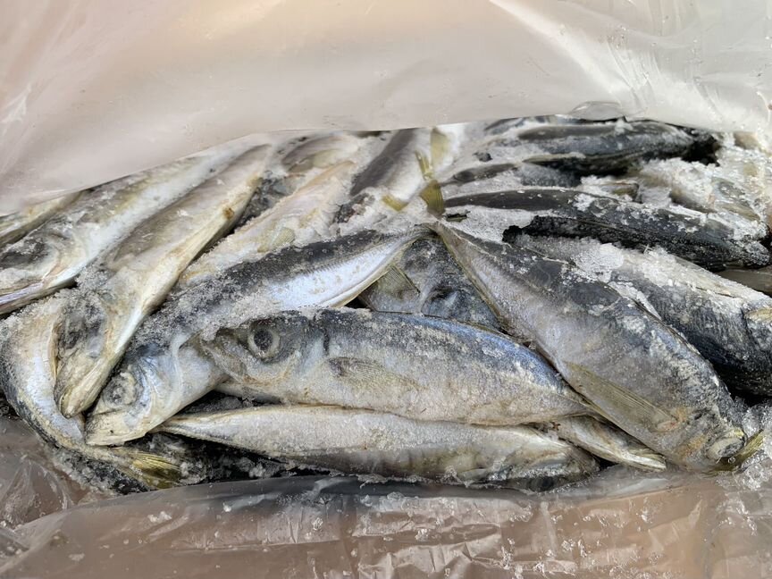 Рыба мороженая на корм для животных