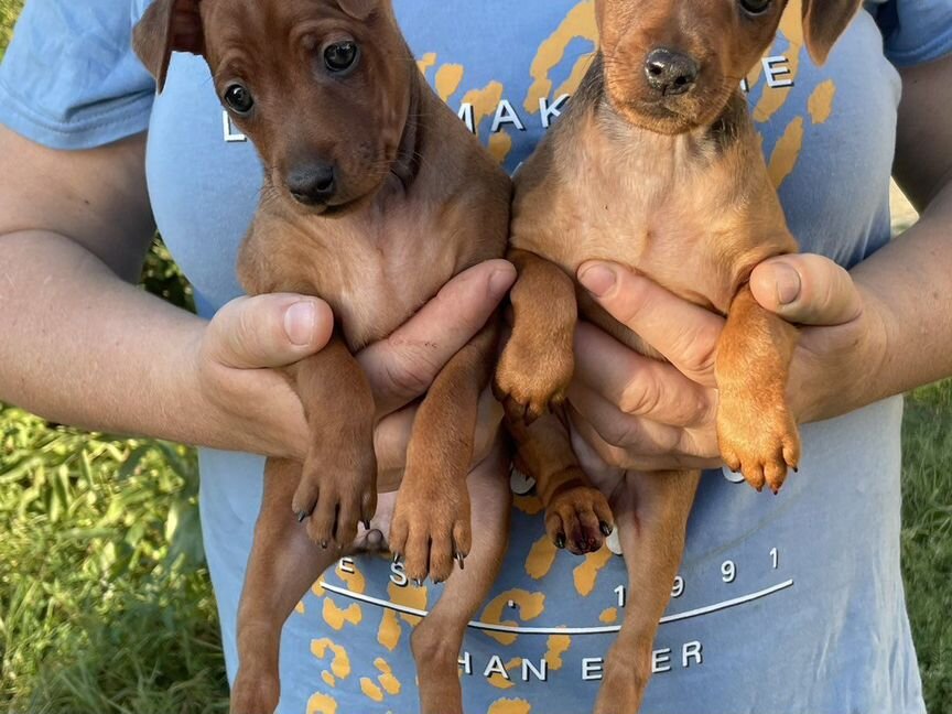 Щенки цвергпинчера (карликовый пинчер)
