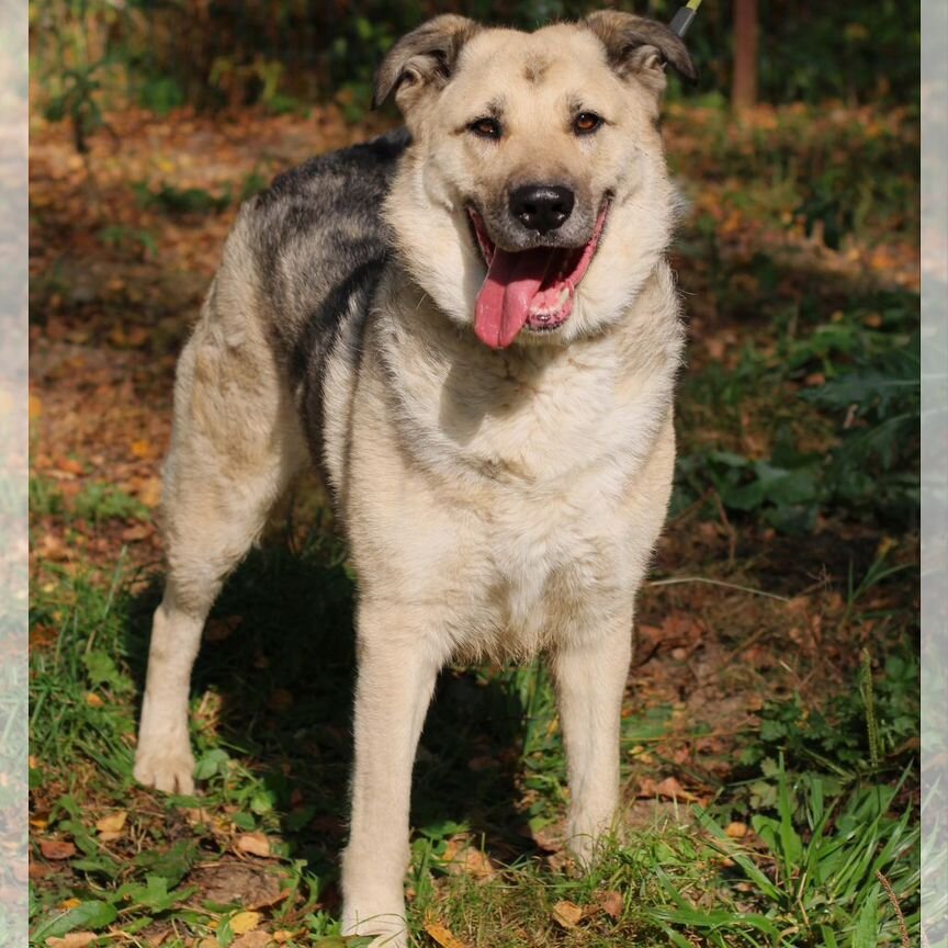 Английская овчарка, взрослая собака