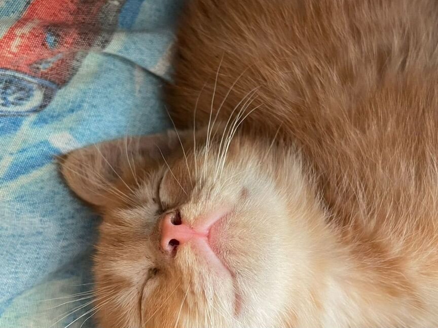 Рыжика в добрые руки