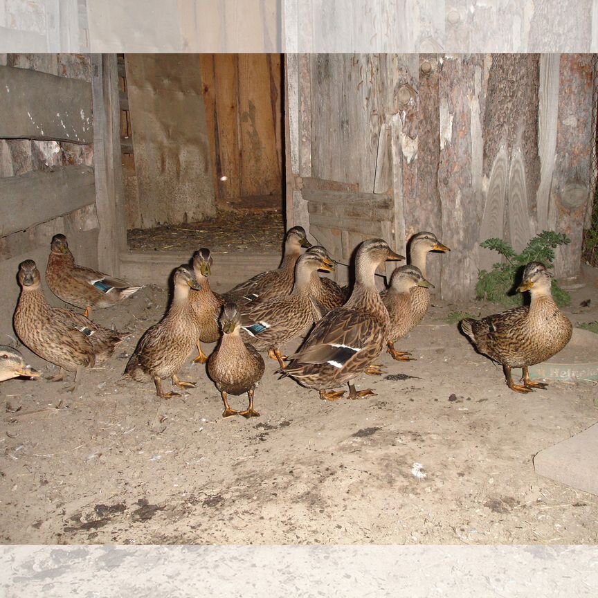 Утки подсадные