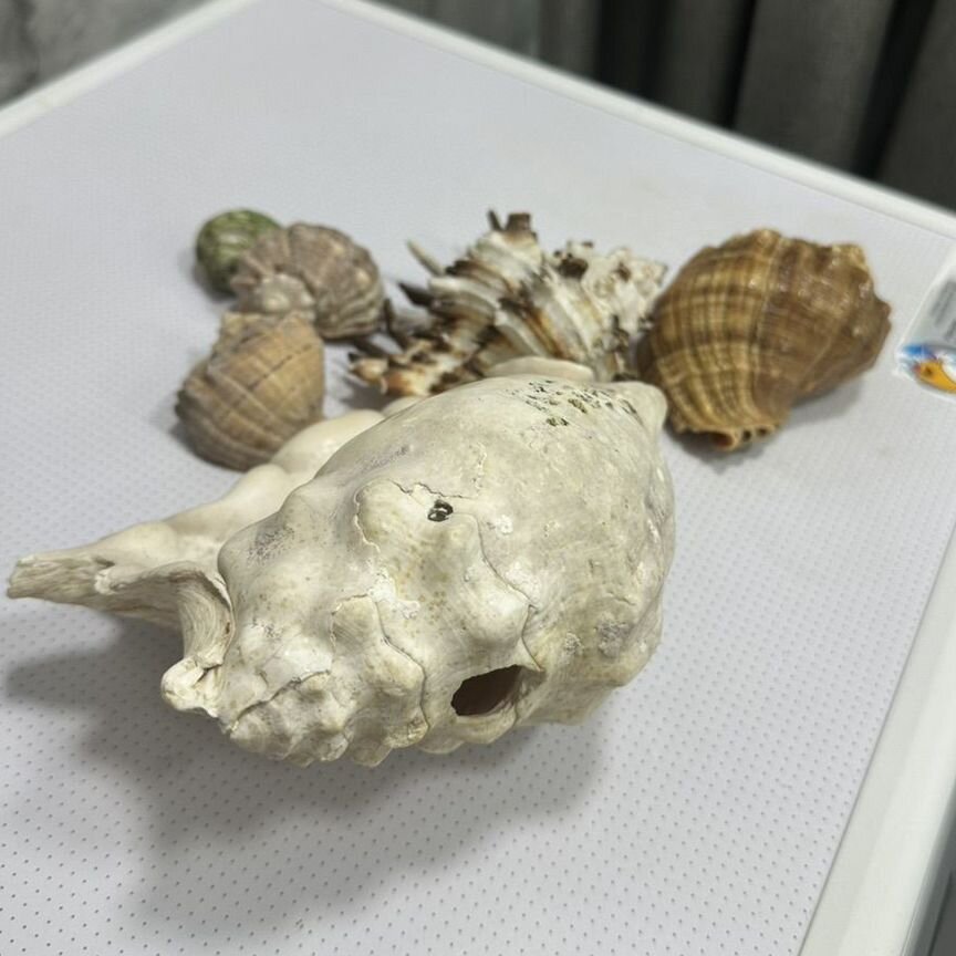 Ракушки для аквариума