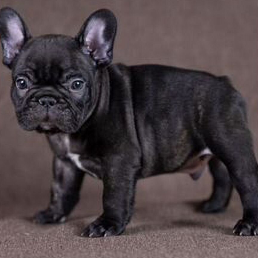 Французский бульдог, щенок