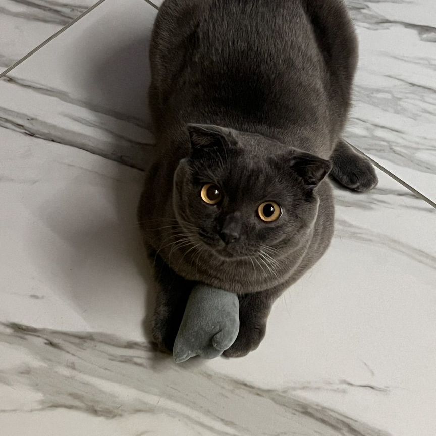 Котик в добрые руки