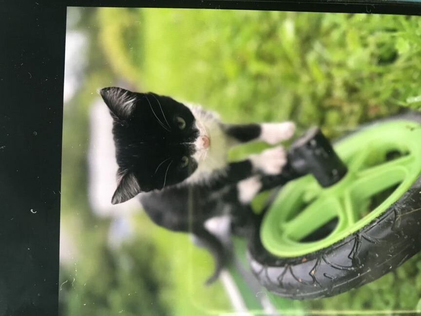 Котята. Спасите от холодной зимы