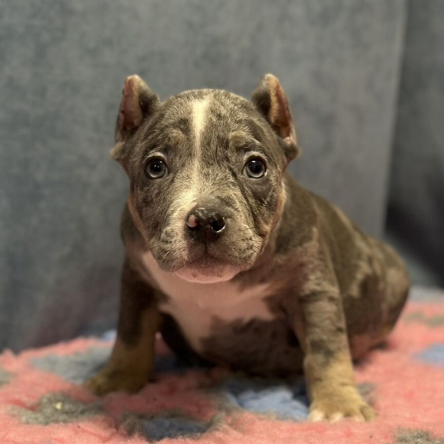 Кобель голубой триколор мерль