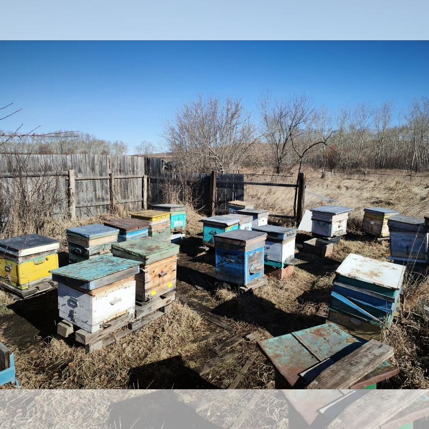 Пчелы с ульями