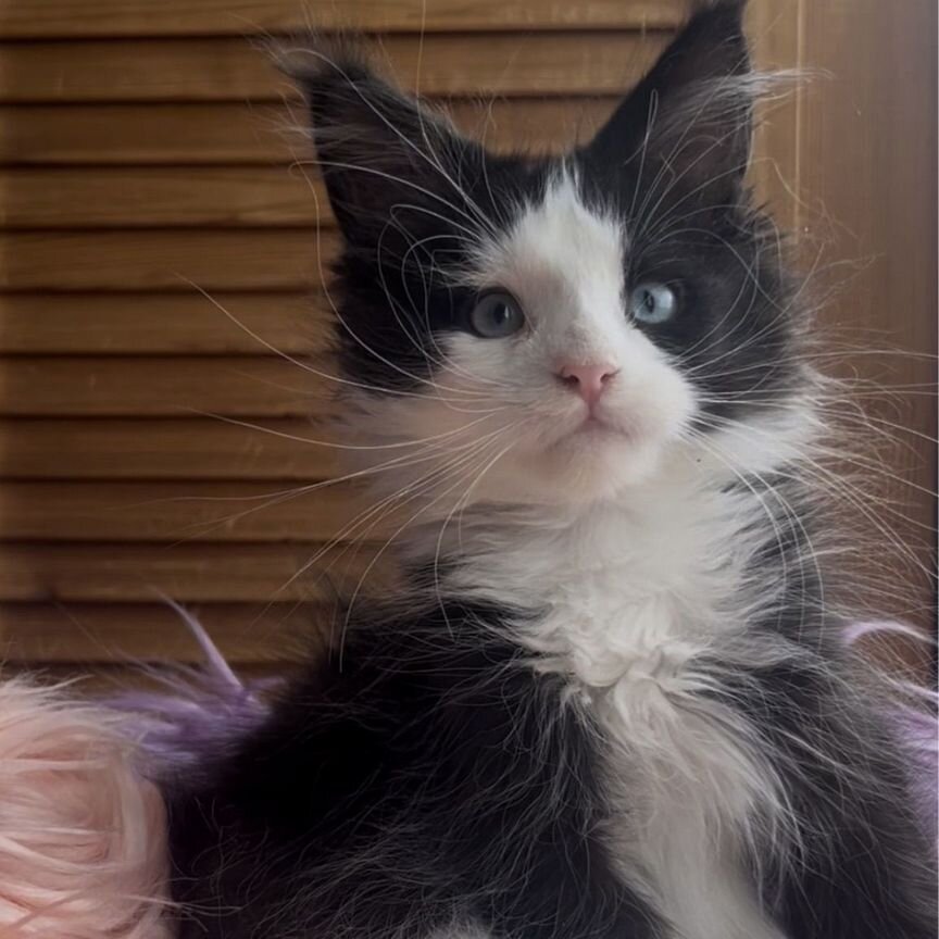 Мейн-кун котёнок