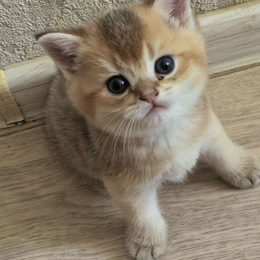 Британский короткошёрстный котёнок