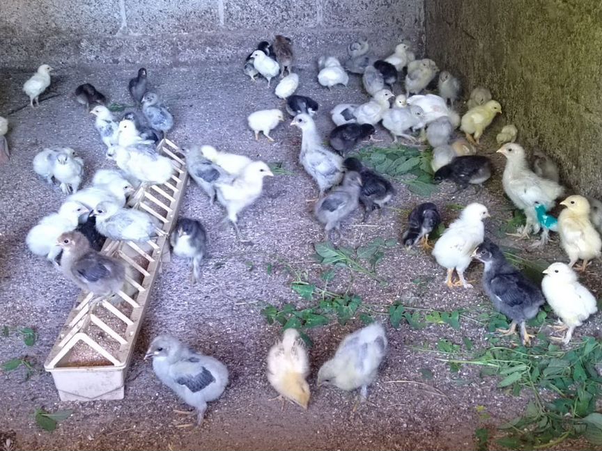 Цыплята несушки