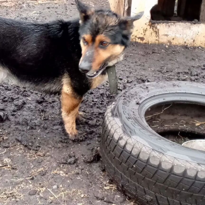 Взрослый пёс в добрые руки