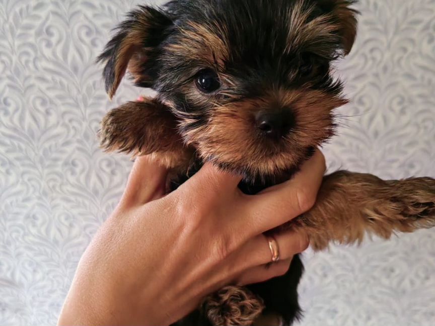 Йоркширский терьер