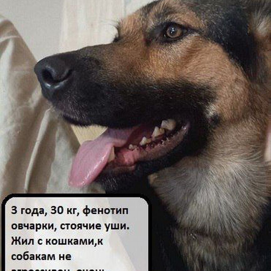 Ищем дом для собаки и добрых людей