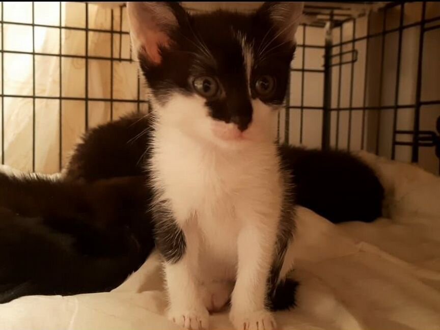 Котята малыши от домашней кошки