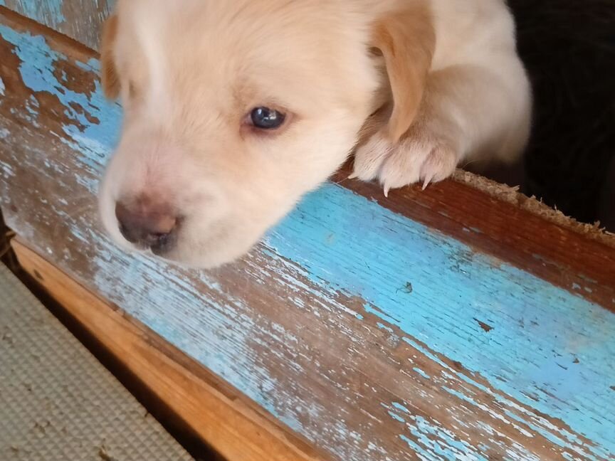 Собачка в добрые руки девочка