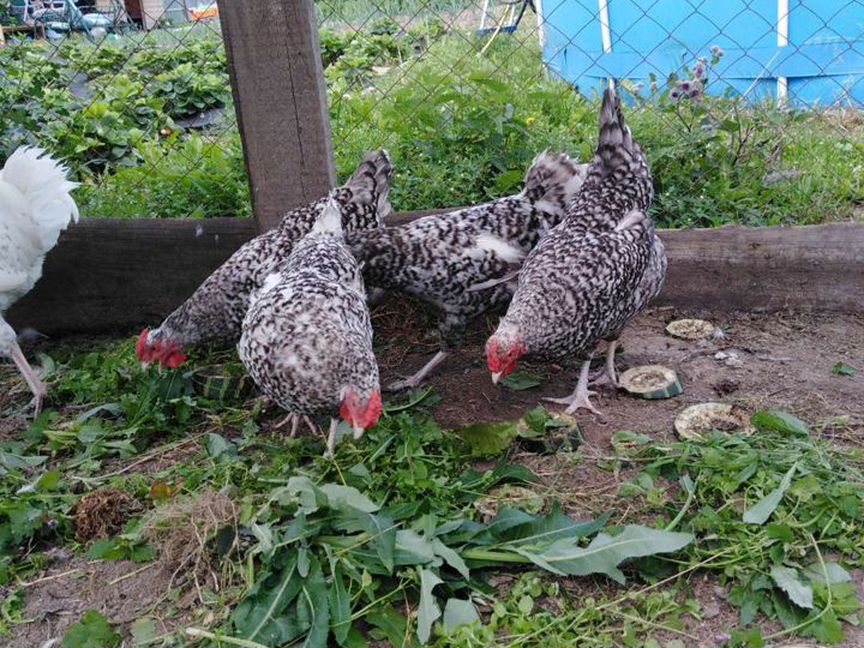 Инкубационное яйцо пушкинской